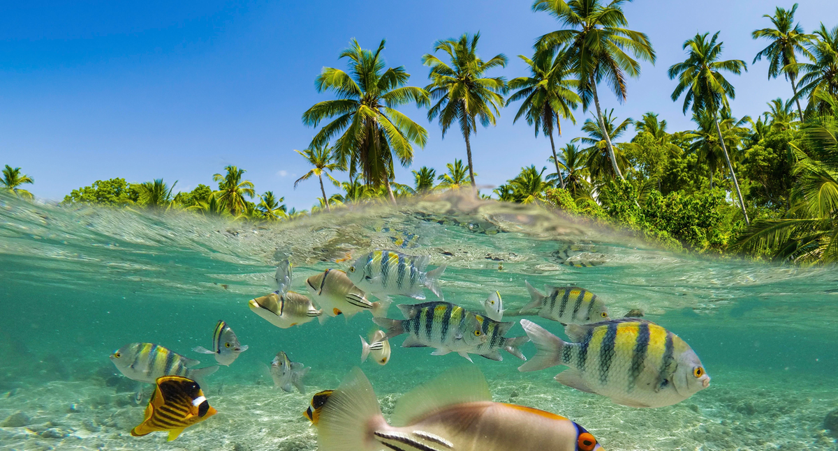 SeaVision Accessories – SeaVision USA